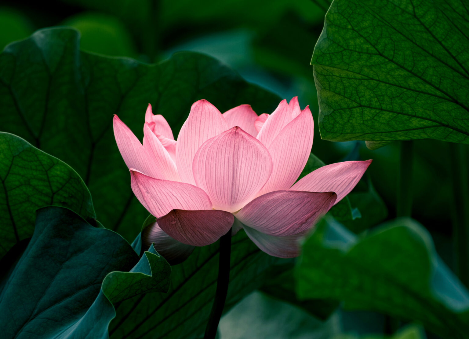 Lotus Flower: Himalayan Art | Rubin Museum of Himalayan Art